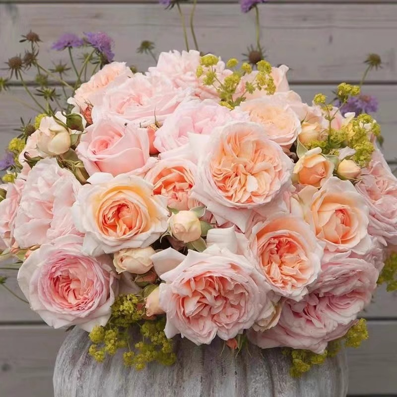 Fairy Tale Magic Moon Season Cordes Bliss Fragrance Large flower ...