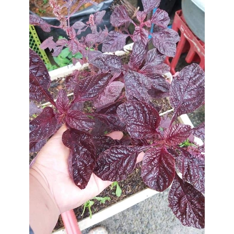 RED AMARANTH/RED KULITIS SEEDS FOR PLANTING 50 seeds reapack | Shopee ...