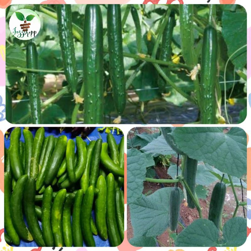 Japanese Cucumber/ Tokyo Pipino Green(10Seeds) | Shopee Philippines