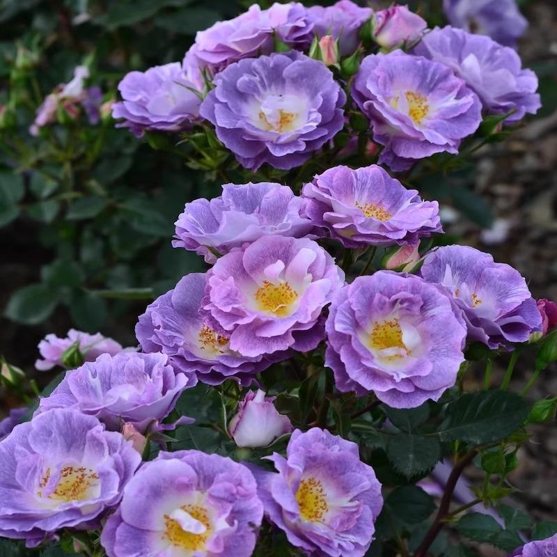 Shrub Fenghua Rose Blue Dream Blue Rose Seedlings Clusters of Flowers ...