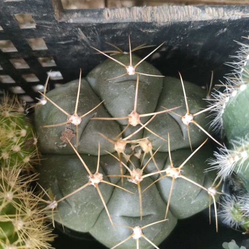 TOMATO CACTUS VARIETY(PER RIBS) | Shopee Philippines