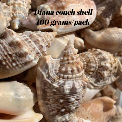 (Conch Shell) Diana Conch Shell 100 grams/pack Real Seashells | Shopee ...