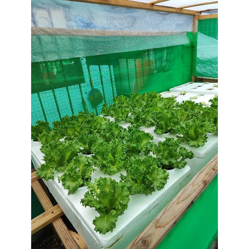 Kratky Hydroponics Starter KIT 1 (FREE MANUAL AND SEEDS) | Shopee ...