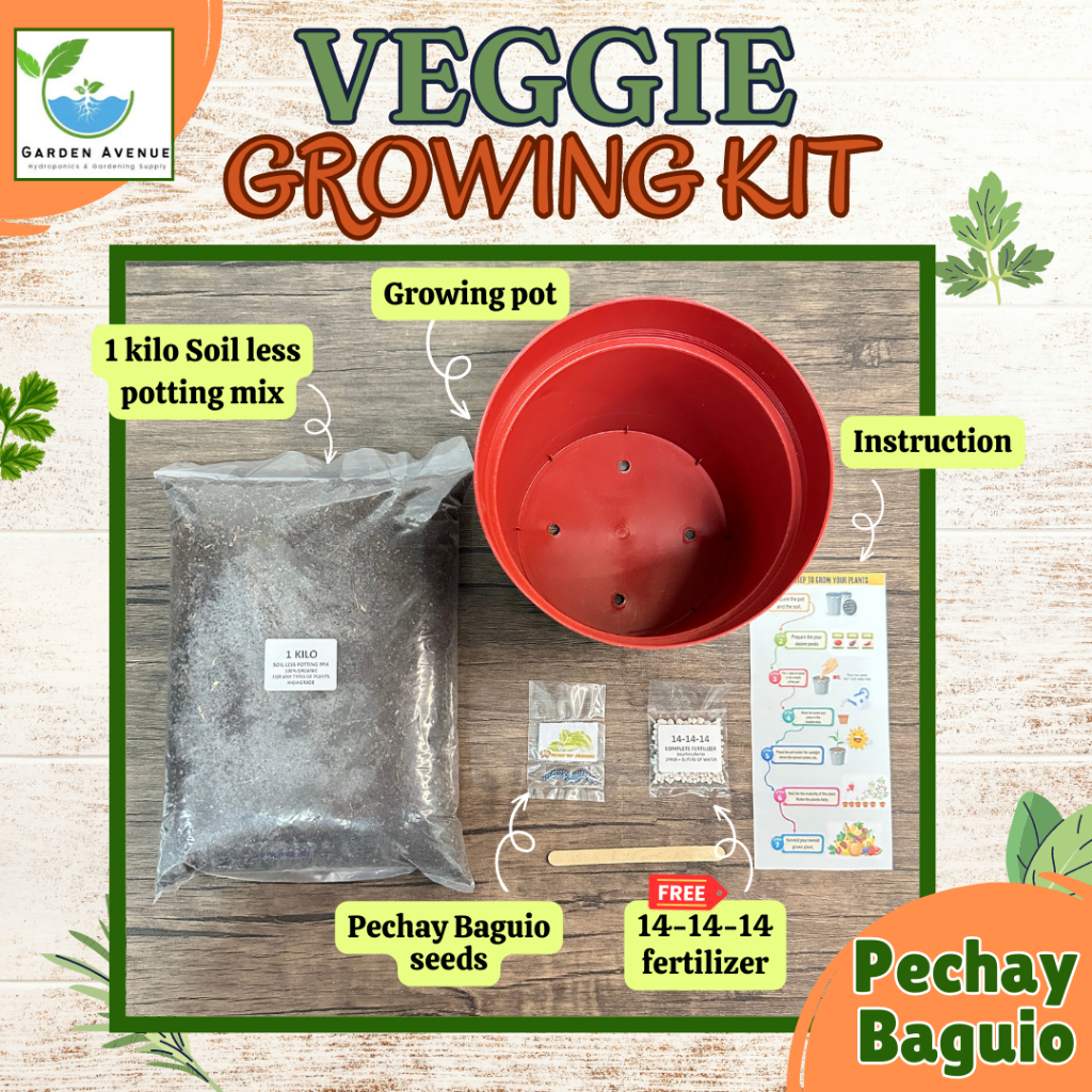 PECHAY BAGUIO GROWING KIT - READY TO USE/COMPLETE PACKAGE/POT/SOIL ...