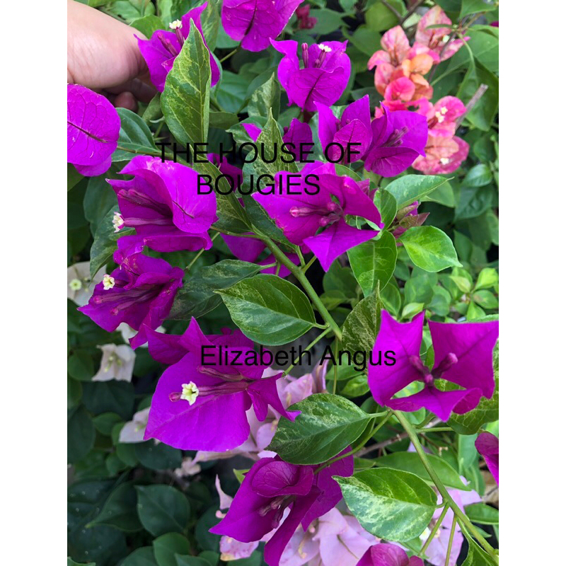 THE HOUSE OF BOUGIES ROOTED BOUGAINVILLAE-ELIZABETH ANGUS | Shopee ...