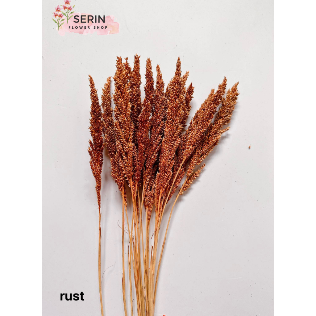 Dried Flower Colored Trigo (30 stems bundle) BEST SELLER FLOWER ...