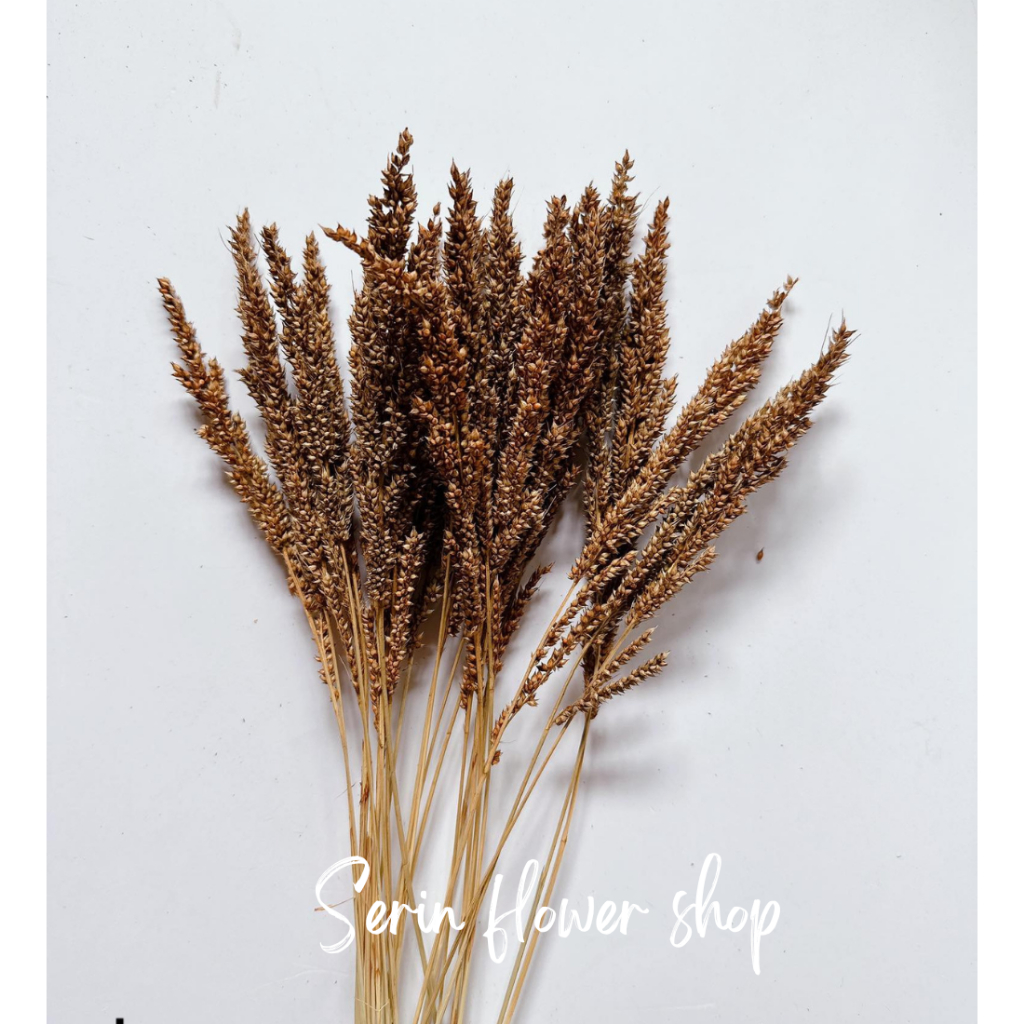 Dried Flower Colored Trigo (30 stems bundle) BEST SELLER FLOWER ...