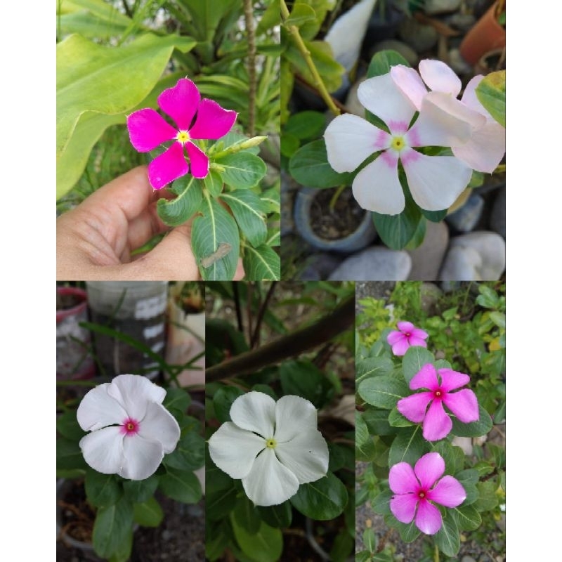 PERIWINKLE - LIVE PLANT | Shopee Philippines