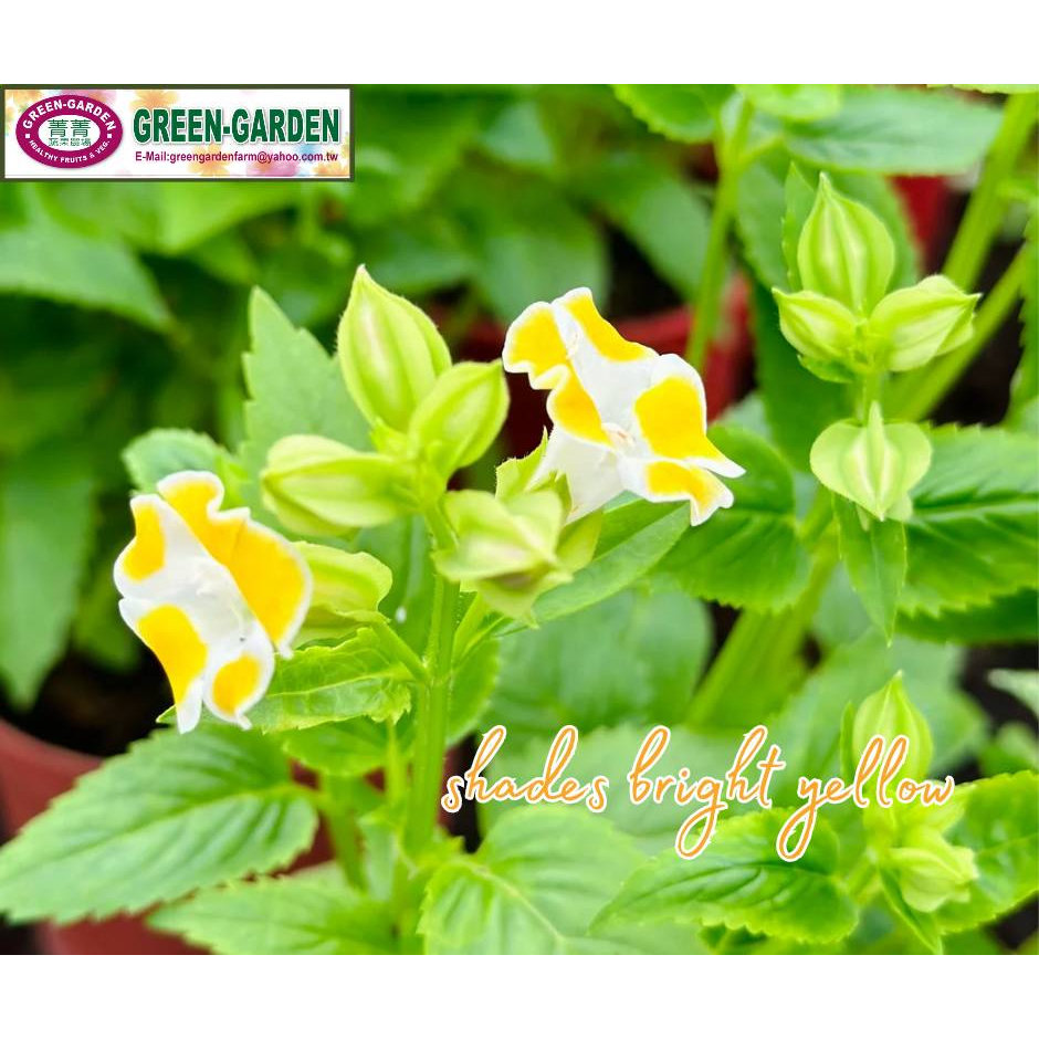Taiwan Variety Torenia Flower in | Shopee Philippines