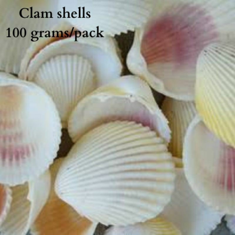 (Real Seashells)Clam Shells 100 grams/pack Clam Shell For Handy Craft ...