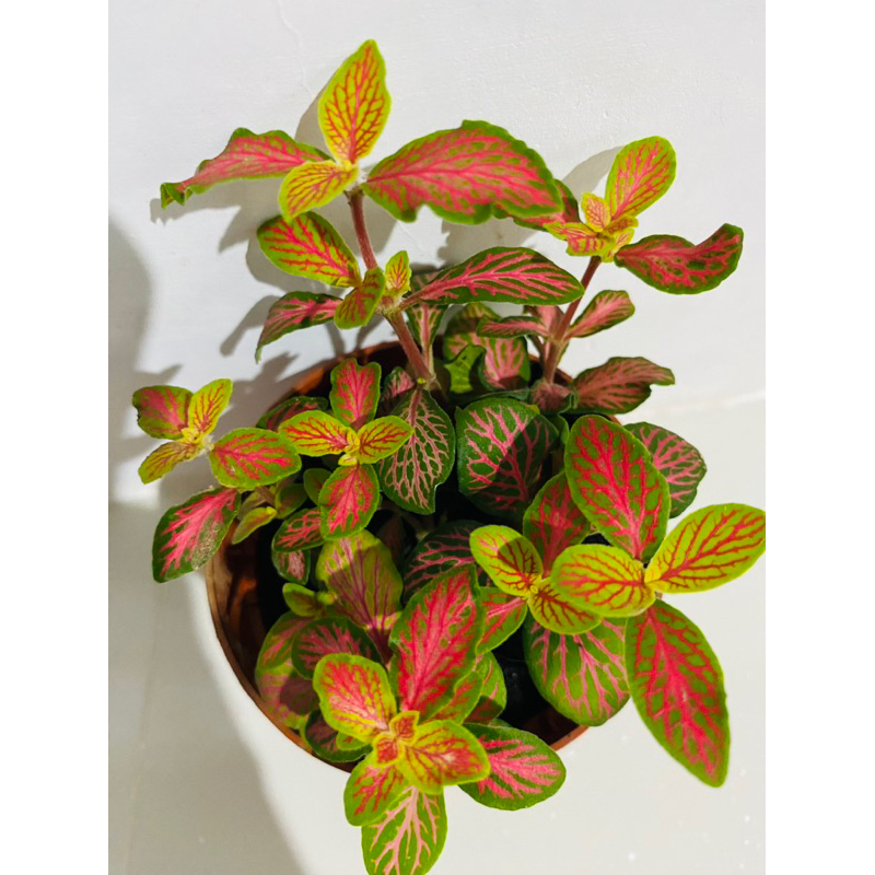 Fittonia Jungle Flame (ESTABLISHED) | Shopee Philippines