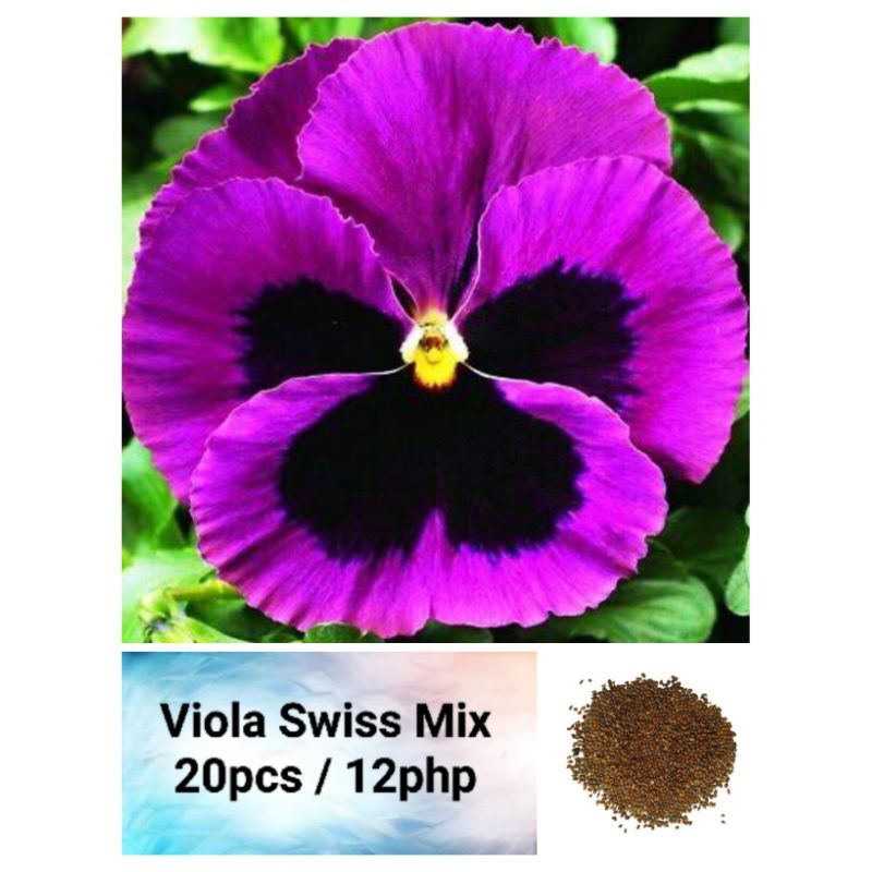 Viola Swiss Mix Seeds (20pcs) | Shopee Philippines