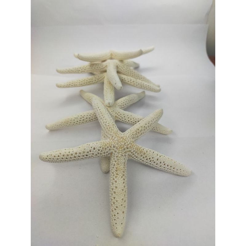 Finger white real starfish 4-5"inches | Shopee Philippines