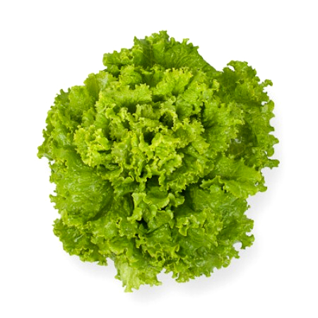 RIJK ZWAAN PELLETIZE LETTUCE SEEDS/REPACKED/LALIQUE/OLMETIE/INVICTA ...
