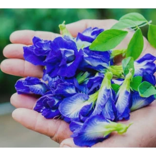 blue ternate - Best Prices and Online Promos - Mar 2026 | Shopee ...