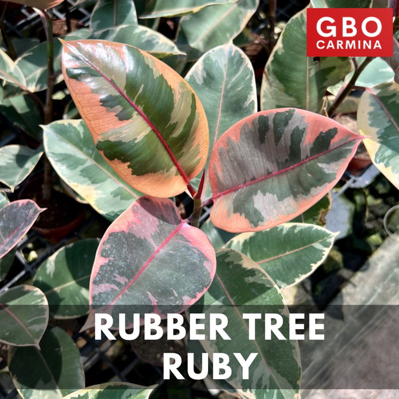GBO Carmina: Ficus - Rubber Tree: Ruby | Live Plant | Shopee Philippines