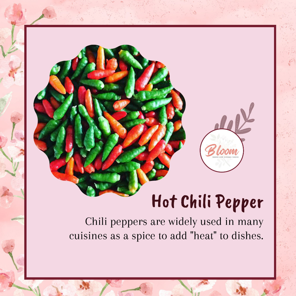 BLOOM - SILING LABUYO CAYENNE / TAIWAN CHILI PEPPER / JALAPEÑO REPACKED ...
