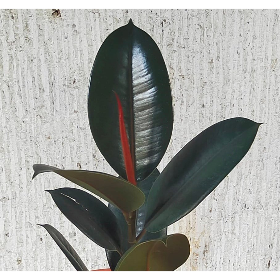 Black Prince Rubber Tree Establishe and well rooted | Shopee Philippines