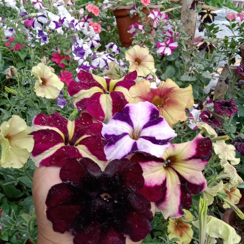 Petunia 100+ seeds assorted yellow, black, purple and star varieties ...