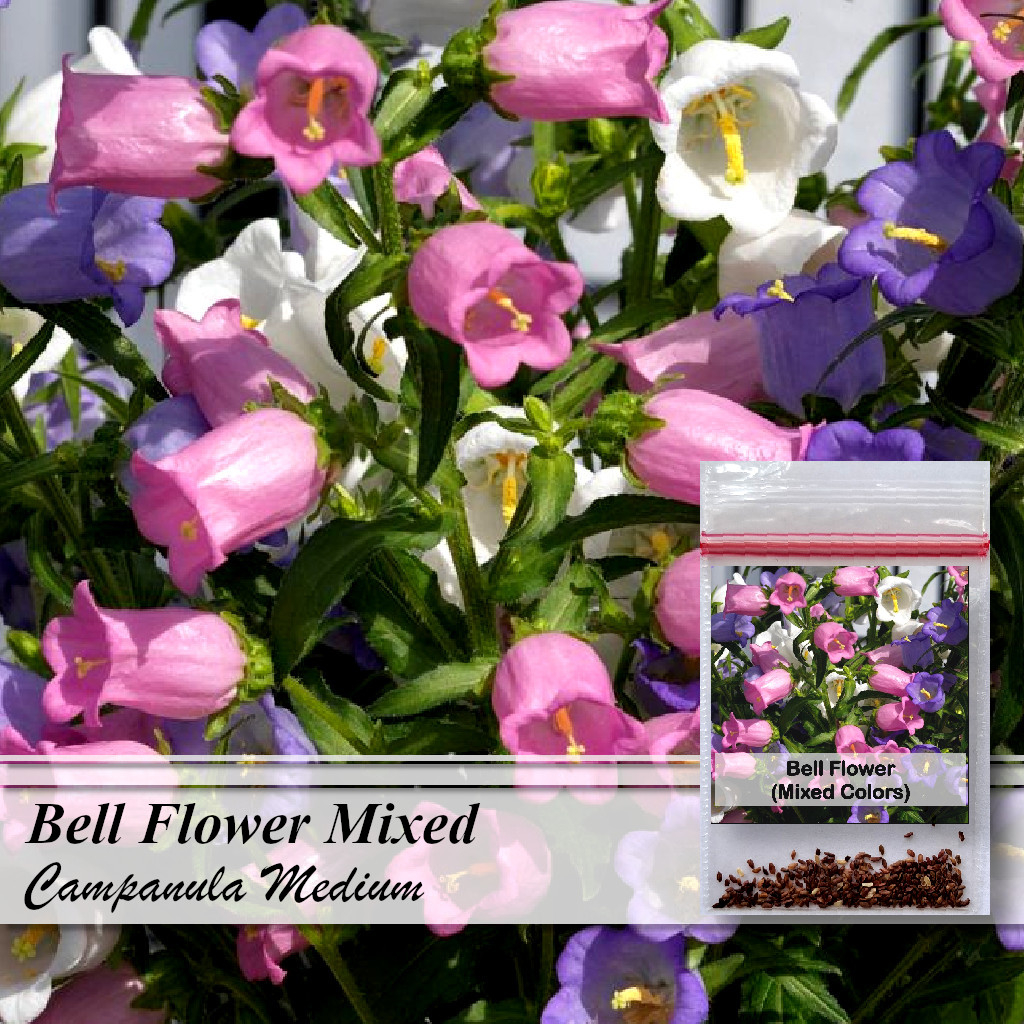 Bell Flower Campanula Medium approx 100 Seeds Mixed Colors Flower Seeds ...
