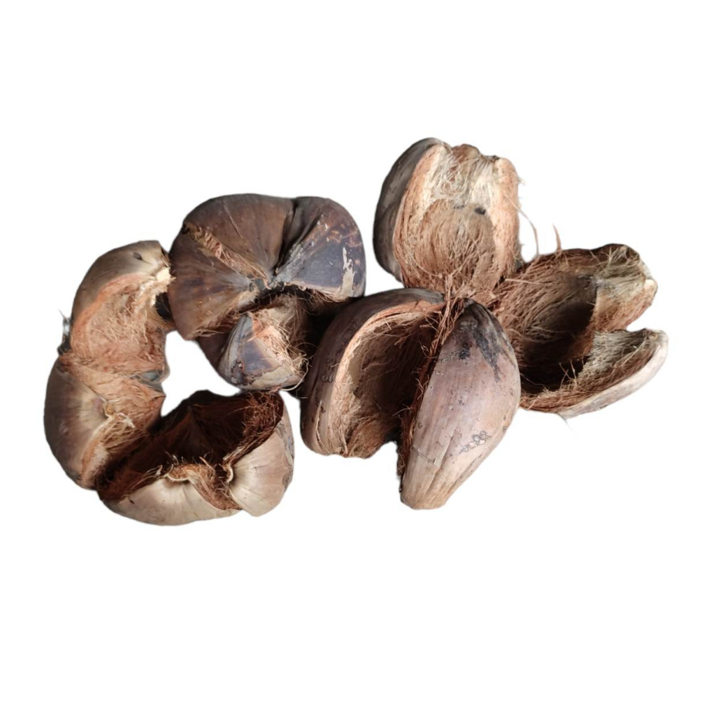 Pick and Click 4pcs Native Coconut Husk For Plants (Bunot Ng Niyog ...