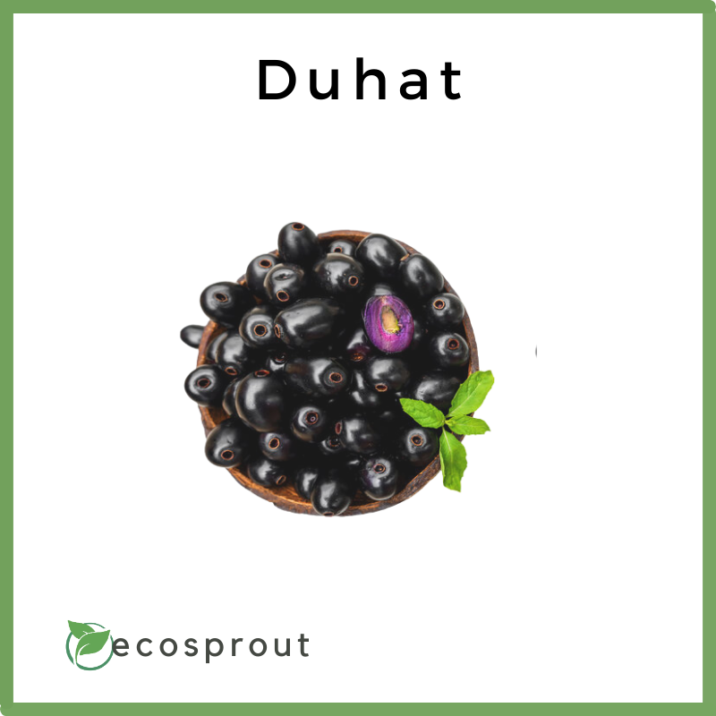 Duhat (Java Plum) | From 250g - 1KG | Shopee Philippines