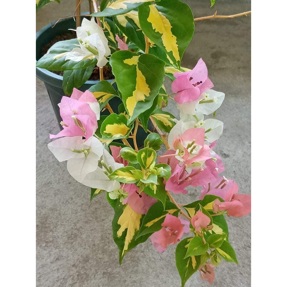Rare!!! Rooted Bougainvillea Thima Light Pink | Shopee Philippines