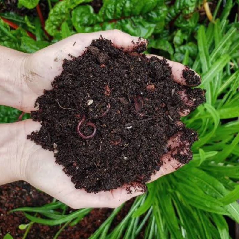 2 Lush Soil Regenerator Double Lush 2KG PROMO! | Shopee Philippines