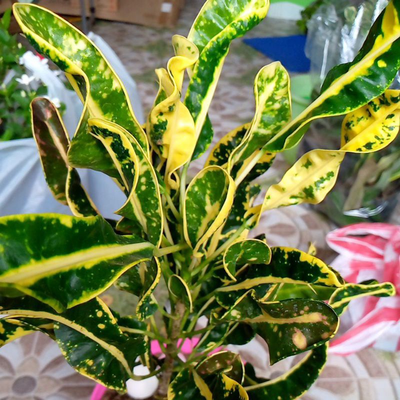 Croton Yellow-Green Twisted (in polybag) | Shopee Philippines