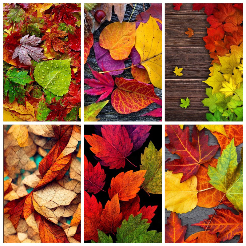 Colored Leaves Design Theme Home Wall Decor A4 Size Laminated | Shopee ...