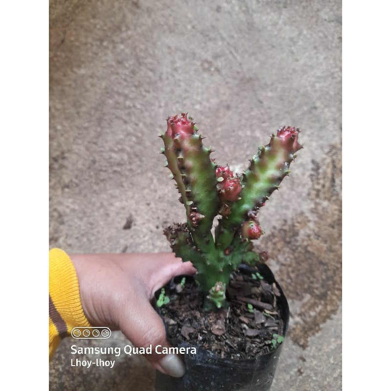 euphorbia red dragon cactus collectible ***seeding | Shopee Philippines