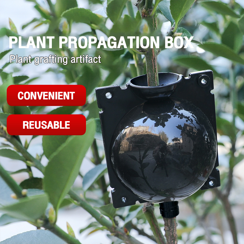 Plant high-pressure propagation box cuttings grafted rooting box tree ...