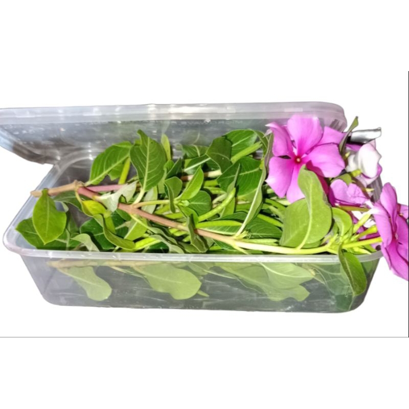 CHICHIRIKA /madagascar periwinkle FRESH LEAVES,STEMS AND FLOWERS 30G ...