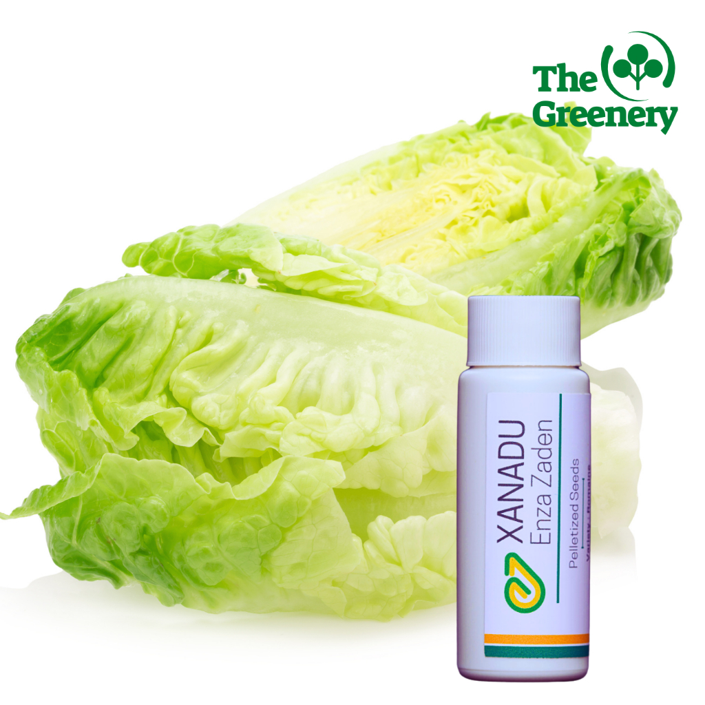 Xanadu by Enza Zaden | Mini-Romaine Lettuce Seeds | 100 Pills | Shopee ...