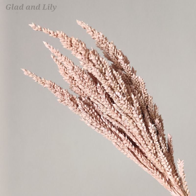 Dried Trigo Flowers (mini bundle / 6 stems) or assorted (tricolor ...