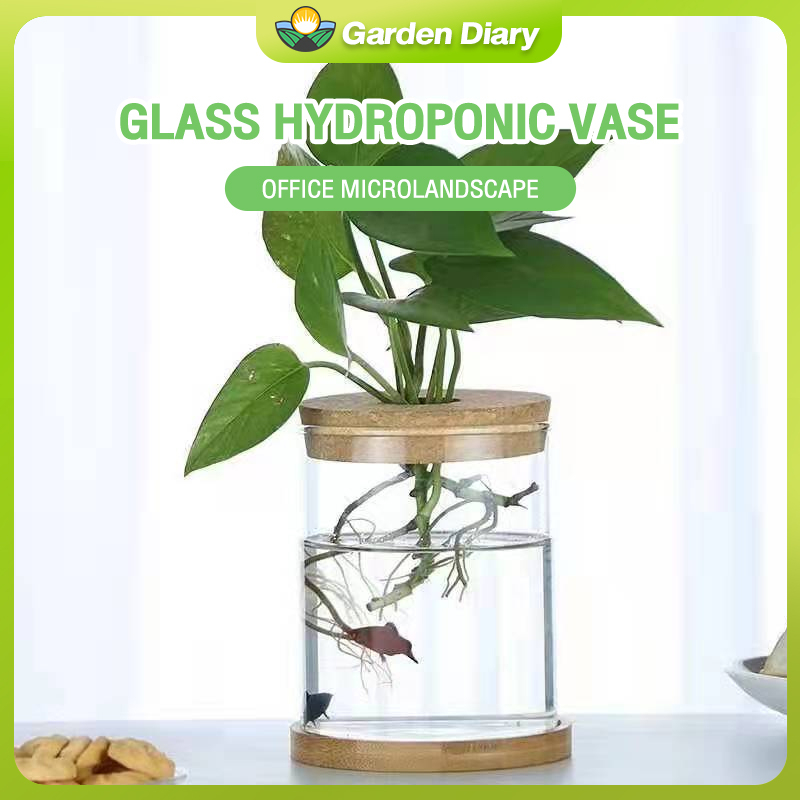 Nordic lattice simple transparent borosilicate glass hydroponic flower ...