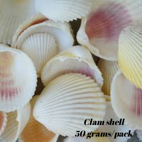 Clam Shell 50 grams/pack (Real Seashells) Seashells For Your Handy ...