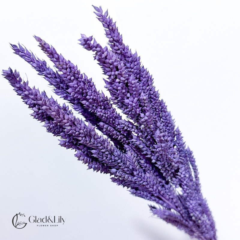 Dried Trigo Flowers (mini bundle / 6 stems) or assorted (tricolor ...