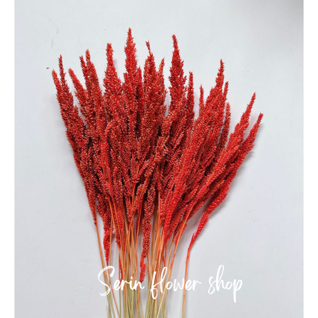 Dried Flower Colored Trigo (30 stems bundle) BEST SELLER FLOWER ...