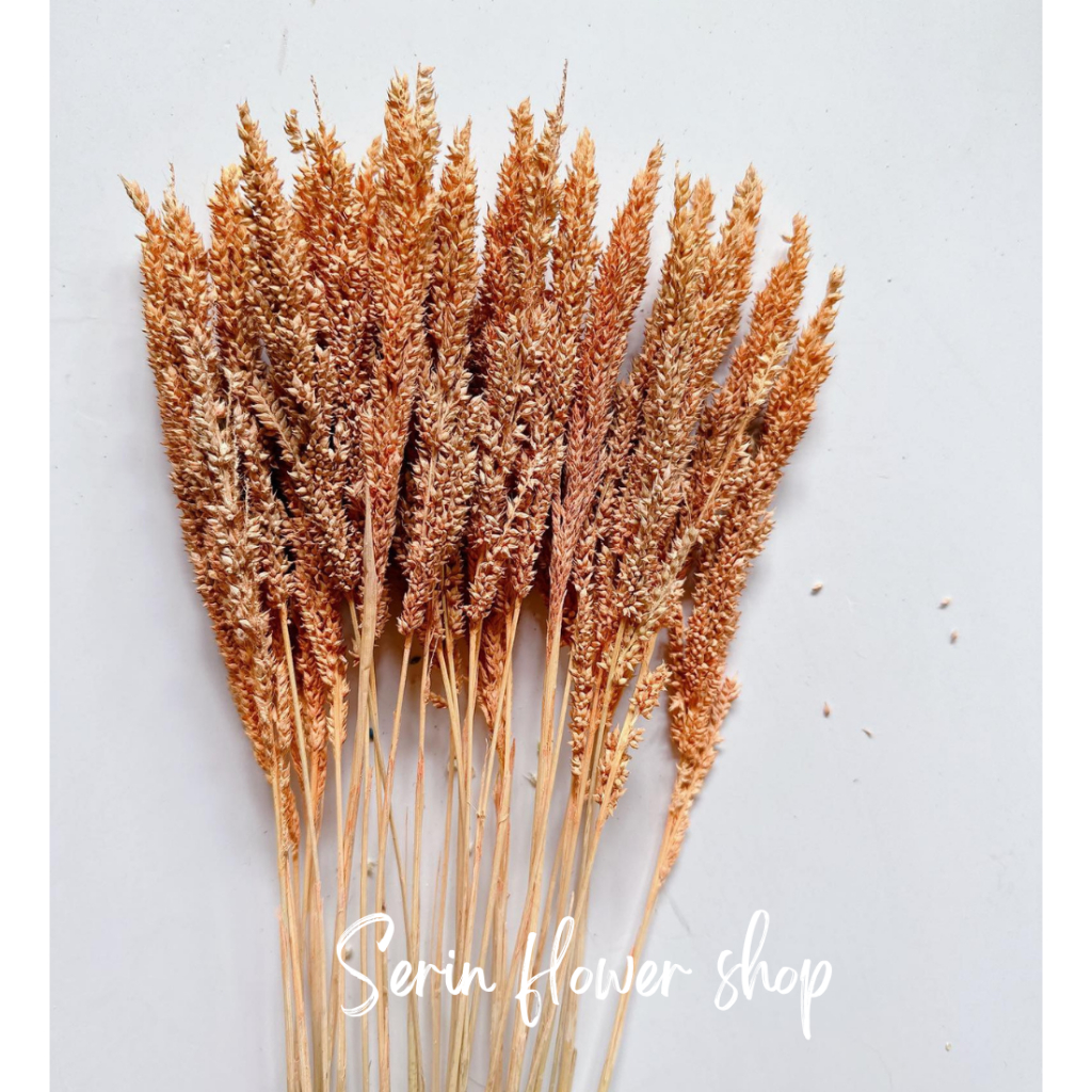 Dried Flower Colored Trigo (30 stems bundle) BEST SELLER FLOWER ...
