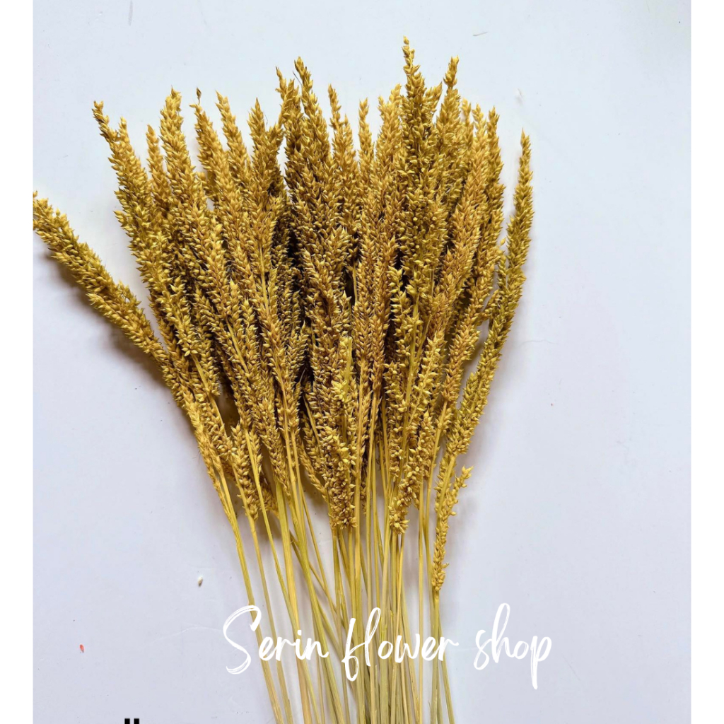 Dried Flower Colored Trigo (30 stems bundle) BEST SELLER FLOWER ...