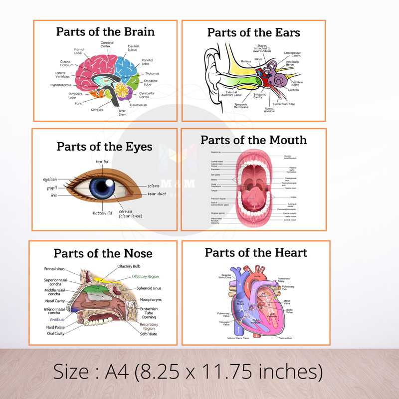 LAMINATED A4 PARTS OF THE BODY( NOSE , EYES , MOUTH , EARS , BRAIN ...
