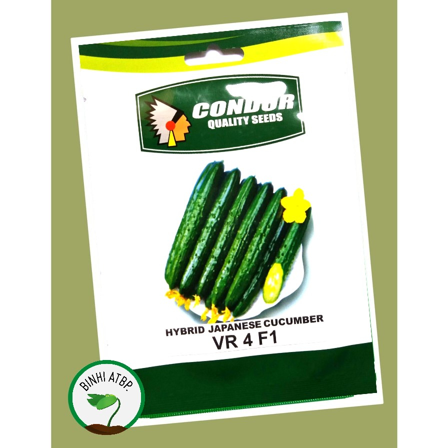 Condor Hybrid Cucumber Japanese VR4 F1 Seeds (1 Pack - 100 Seeds ...