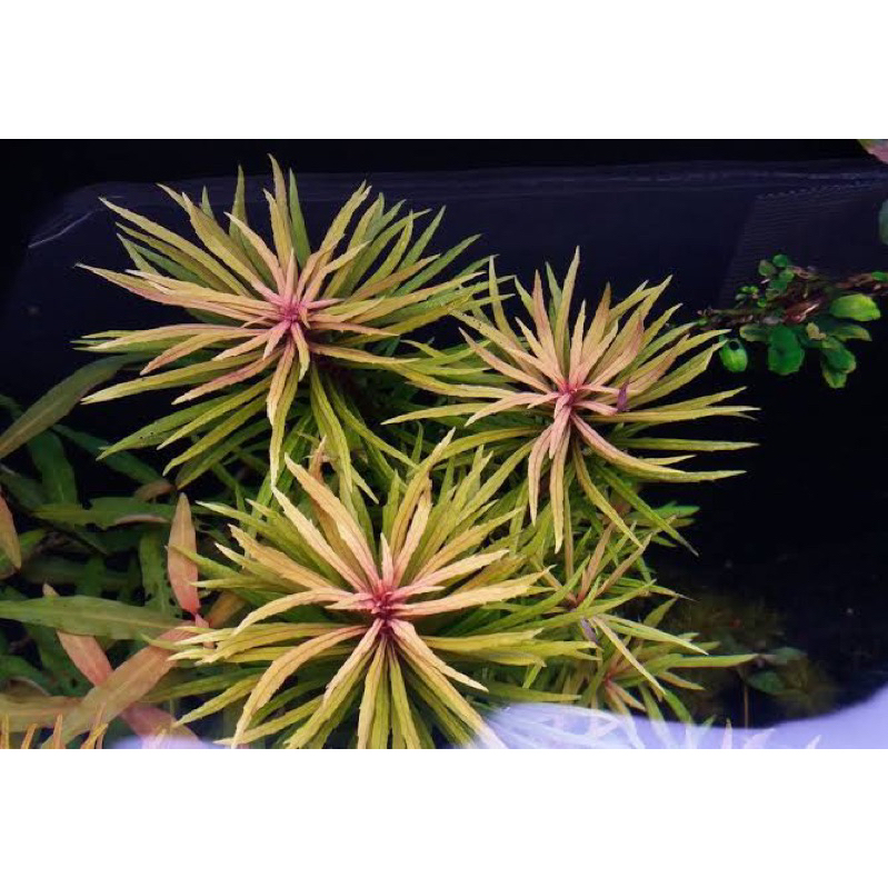 Pogostemon Stellatus (10 pcs stem cutting) lowtech, aquatic plant ...