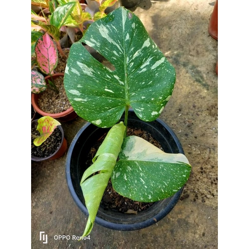 philodendron monstera thai cons | Shopee Philippines