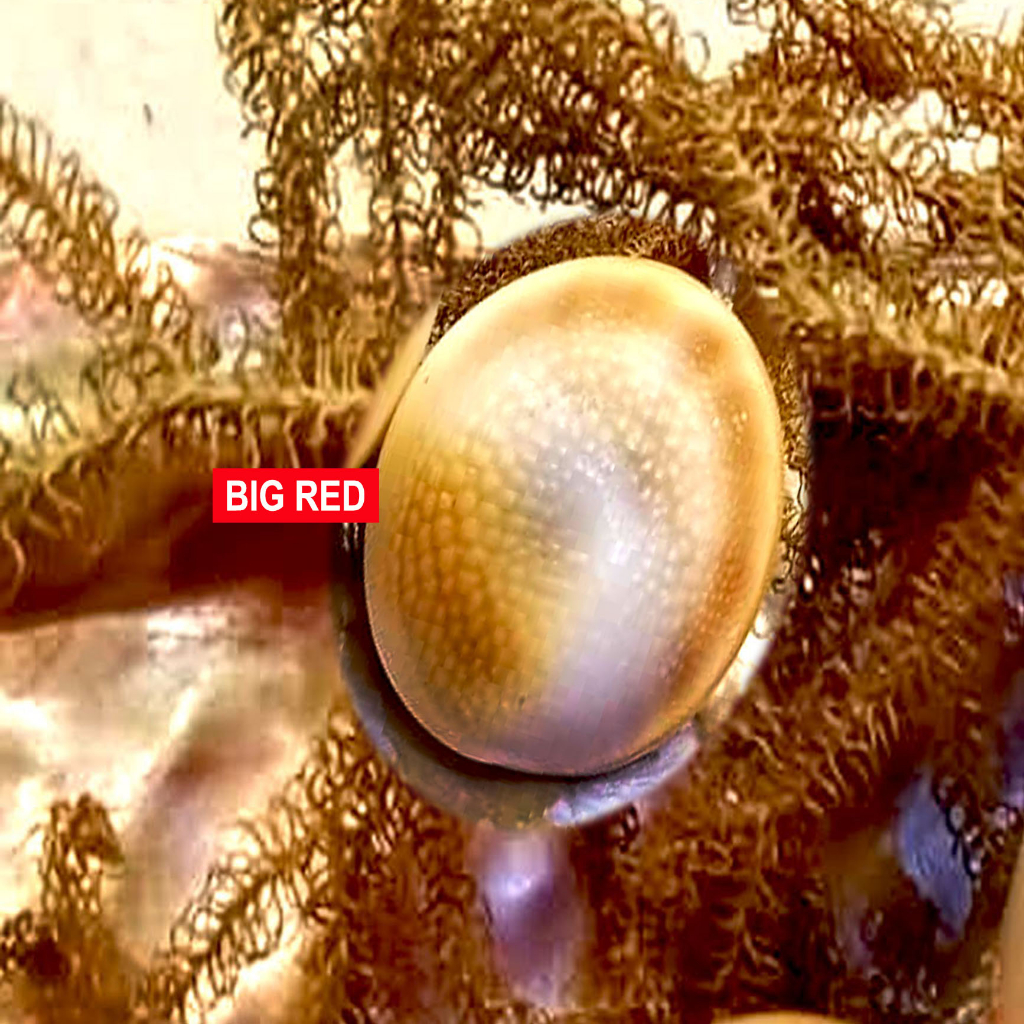 Shivas Eye Shell / Cats Eye Shell Bayuko Shell Necklace Pendant ...