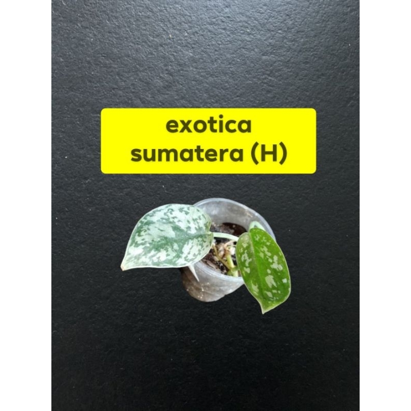 scindapsus varieties | Shopee Philippines