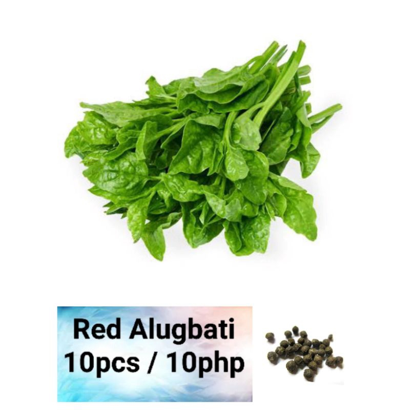 Red Alugbati Seeds (10pcs) | Shopee Philippines