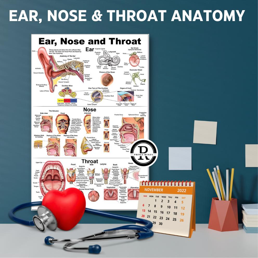 Ear Nose And Throat Anatomy Educational Charts Posters Science Human Anatomy Charts Human