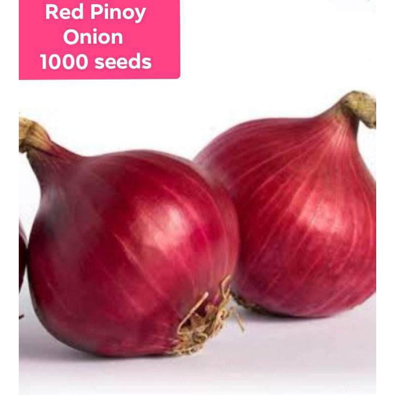 1000 pcs RED PINOY ONION SEEDS REPACKED / SIBUYAS / VEGETABLE SEEDS ...